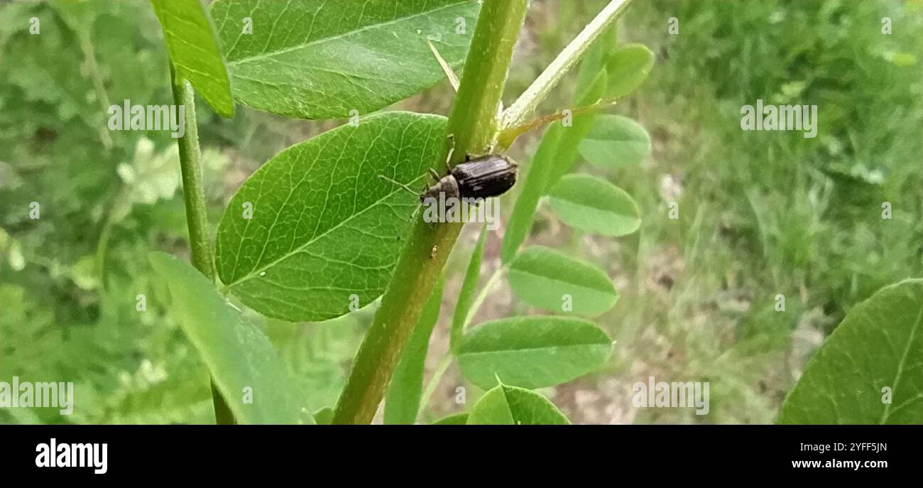 Common Leaf Weevil (Phyllobius pyri Stock Photo - Alamy