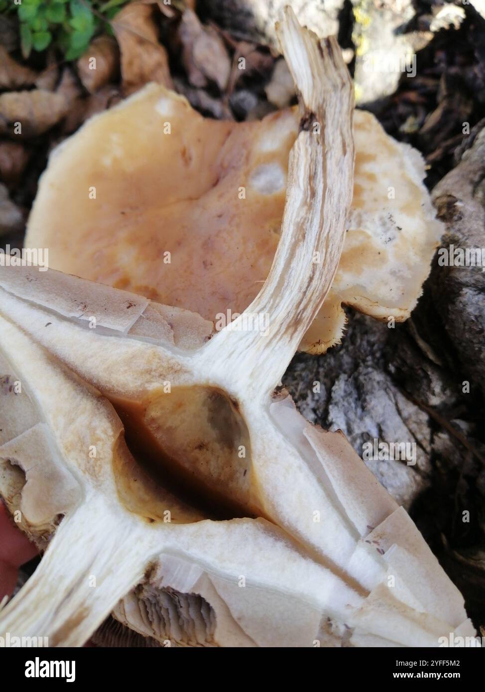 Cyclocybe parasitica hi-res stock photography and images - Alamy