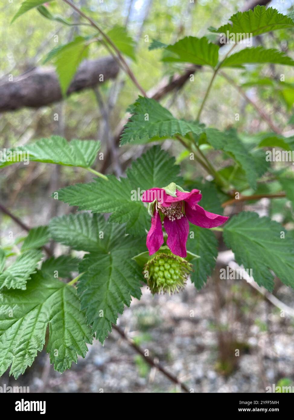 Salmonberry (Rubus spectabilis Stock Photo - Alamy