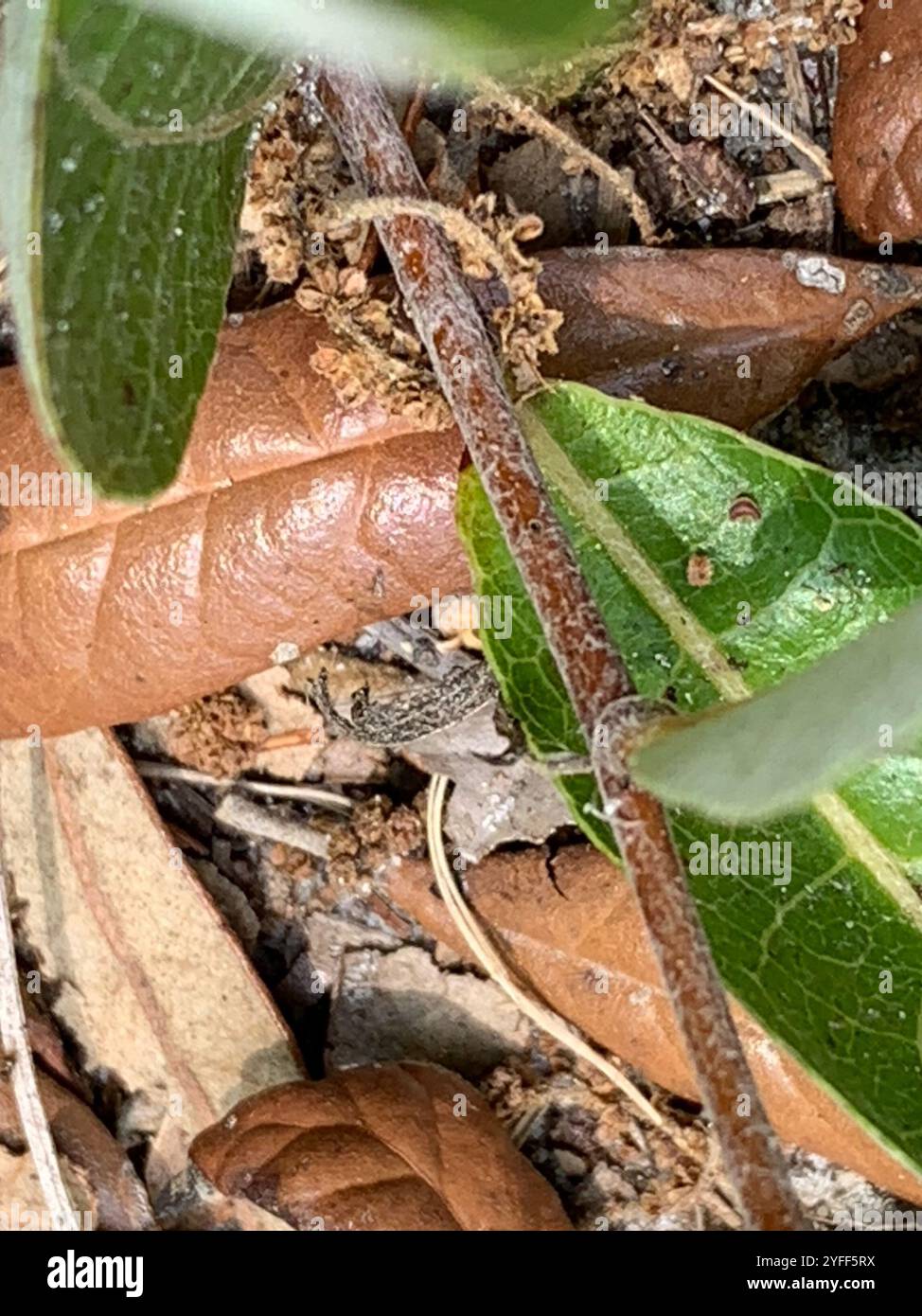 Gopher apple (Geobalanus oblongifolius Stock Photo - Alamy
