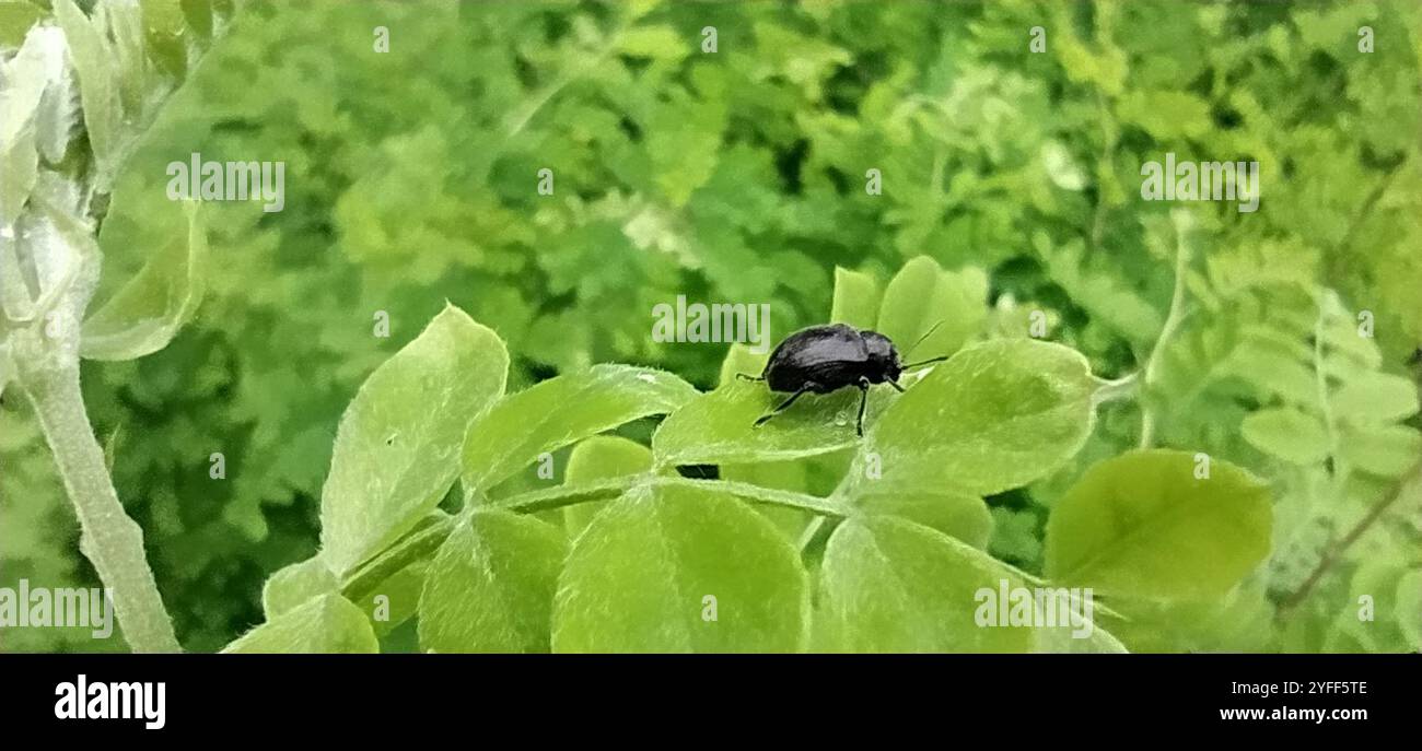 Western Grape Rootworm (Bromius obscurus Stock Photo - Alamy