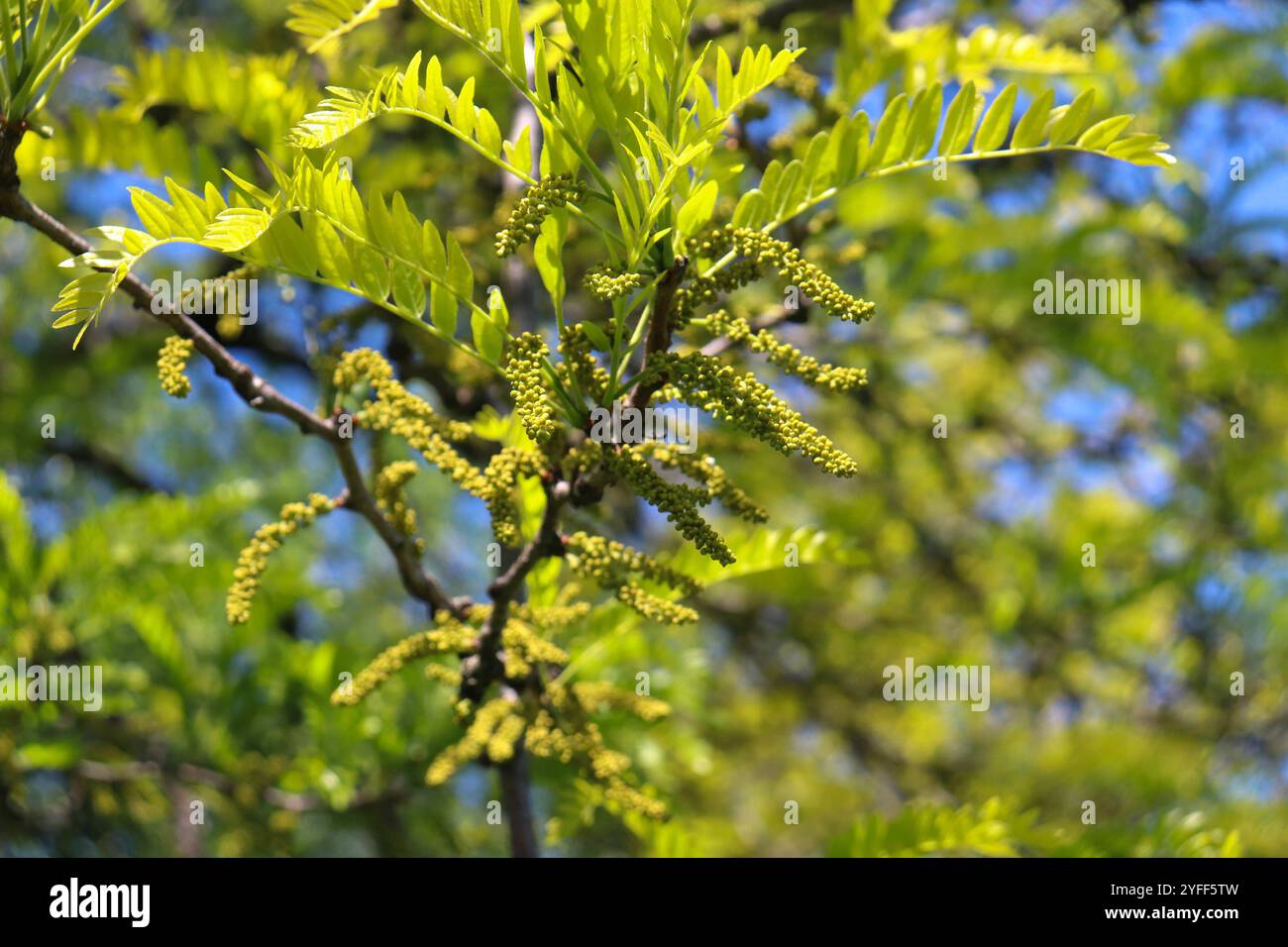 honey locust (Gleditsia triacanthos Stock Photo - Alamy