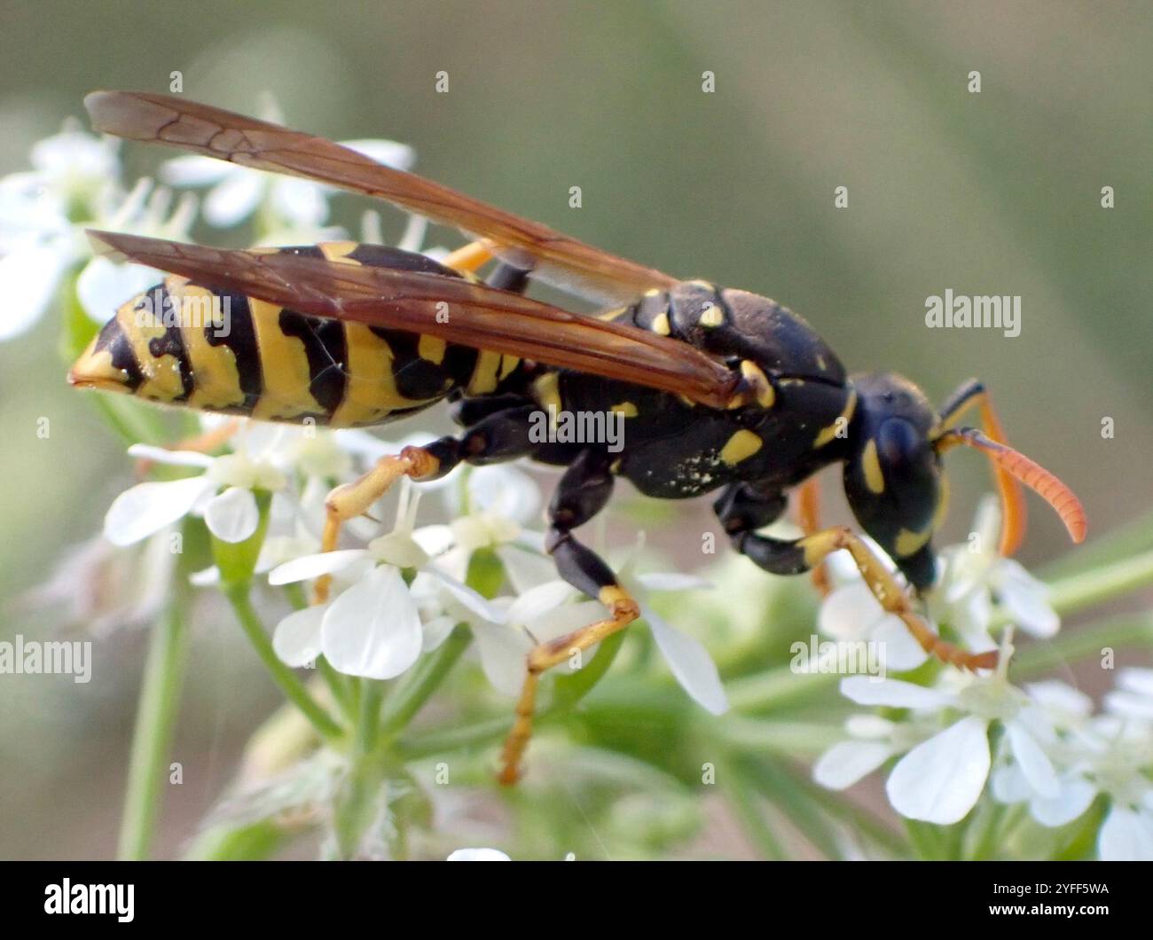 European Paper Wasp (Polistes dominula Stock Photo - Alamy