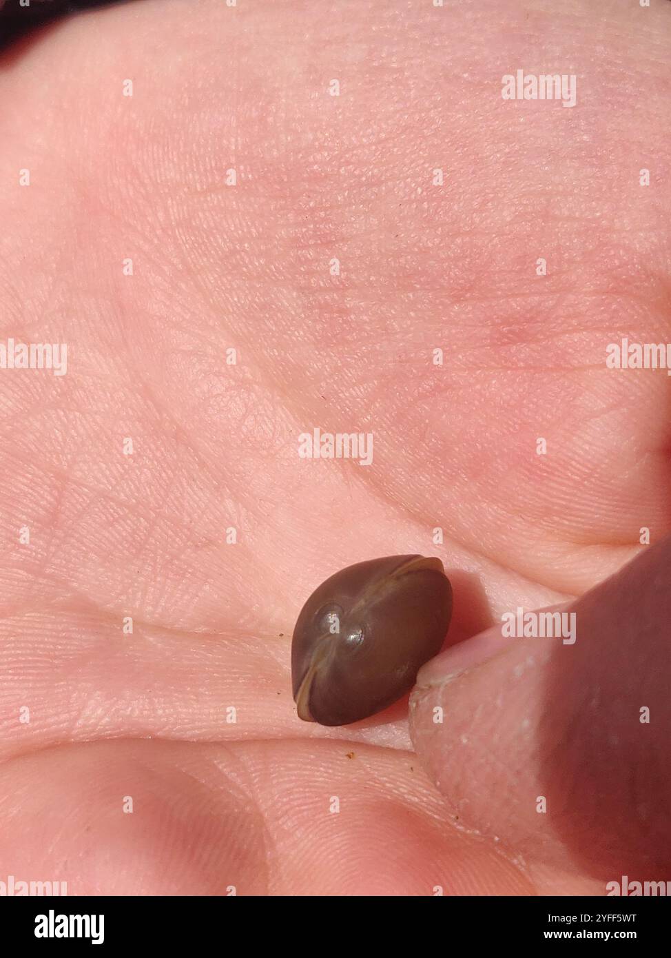 Lake Fingernailclam (Musculium lacustre Stock Photo - Alamy