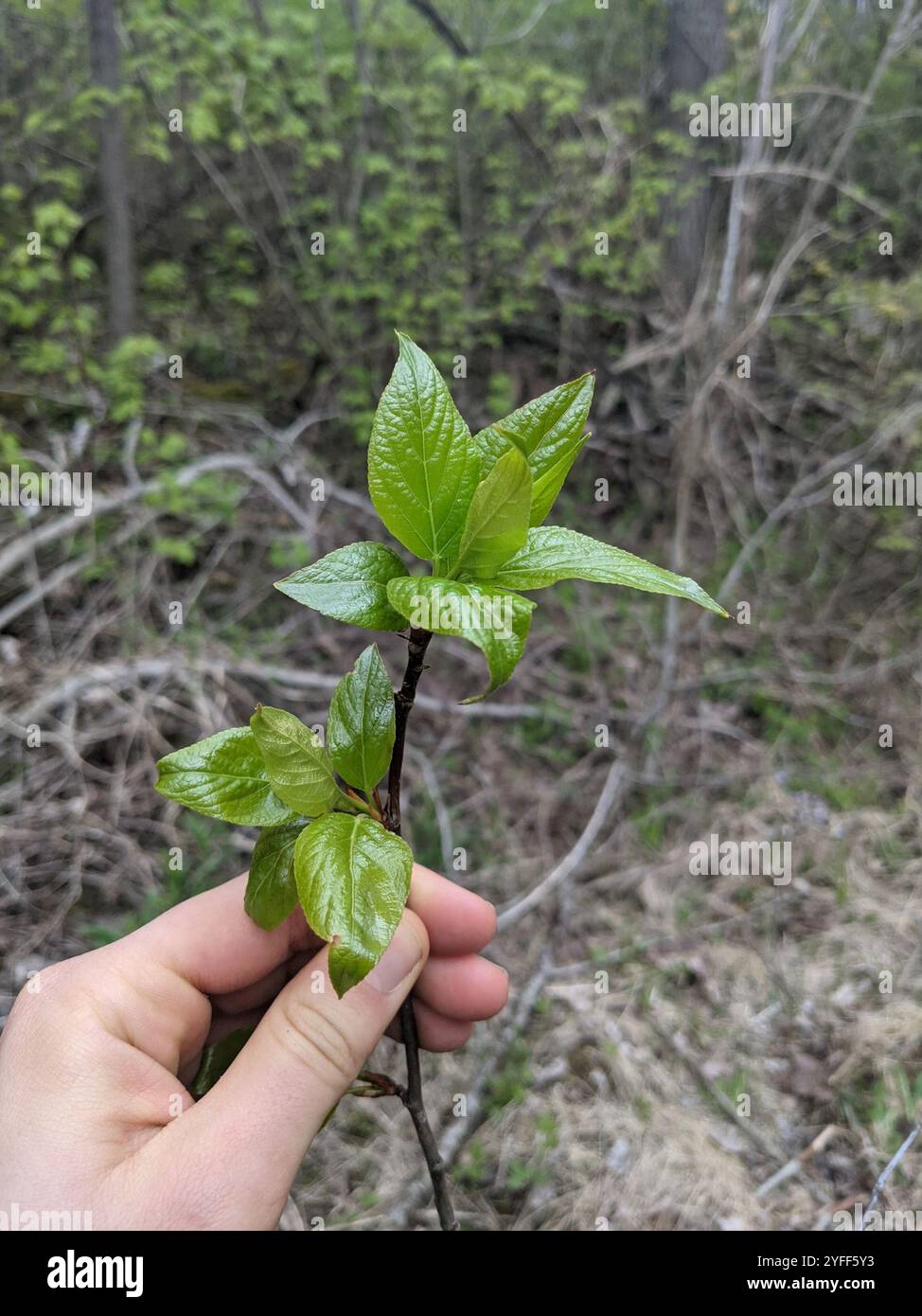 balsam poplar (Populus balsamifera Stock Photo - Alamy