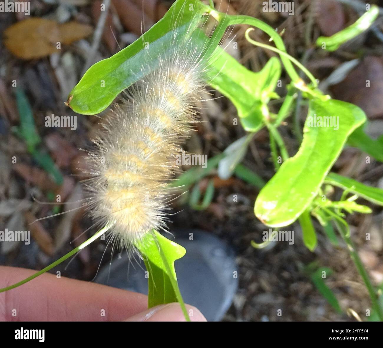 Salt Marsh Moth (Estigmene acrea Stock Photo - Alamy