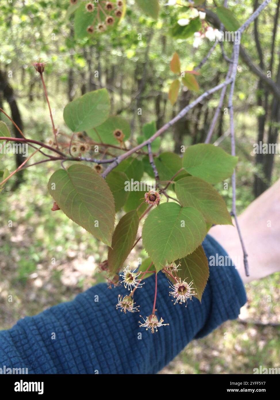smooth shadbush (Amelanchier laevis Stock Photo - Alamy
