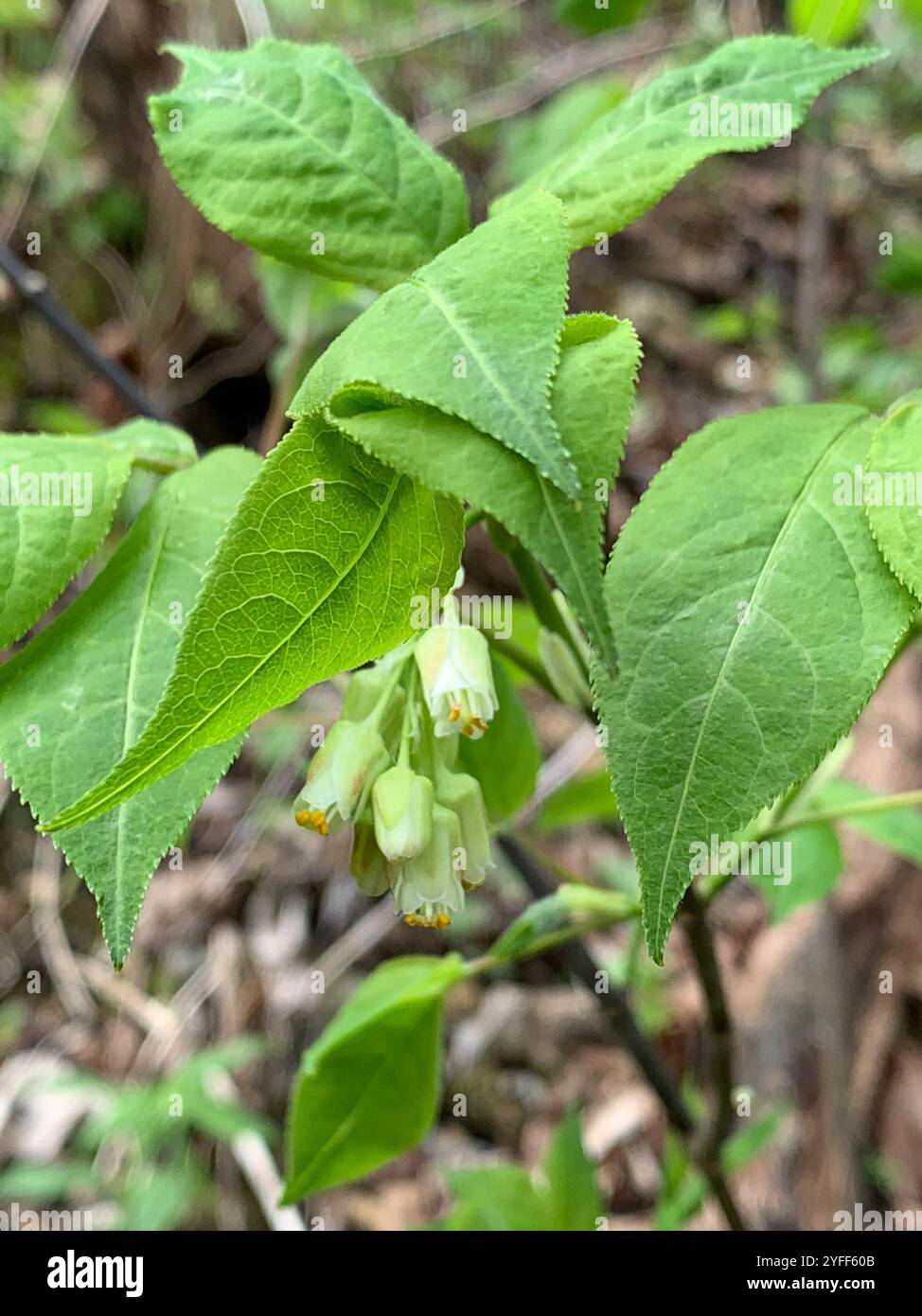 American bladdernut (Staphylea trifolia Stock Photo - Alamy