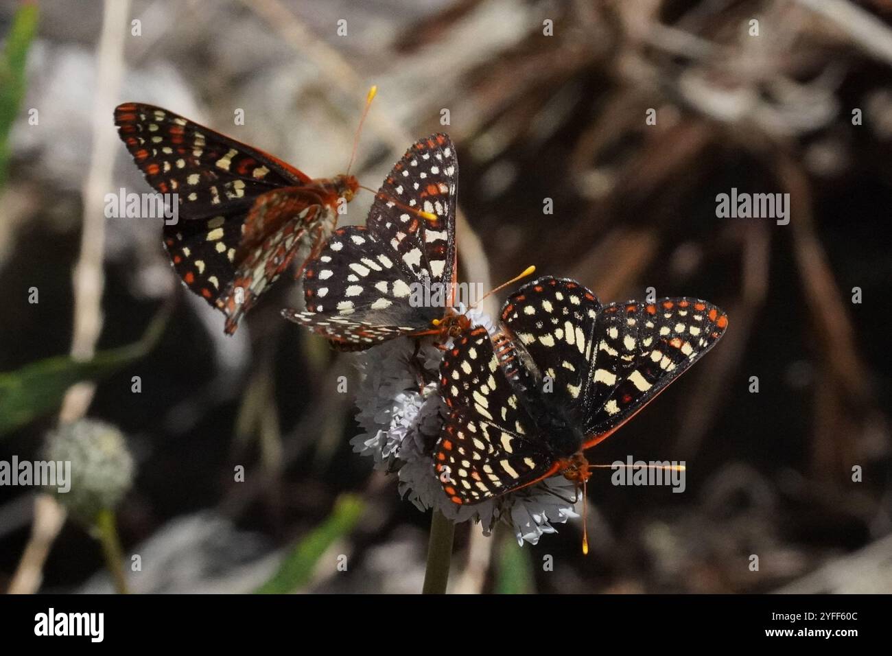 Variable Checkerspot (Euphydryas chalcedona Stock Photo - Alamy