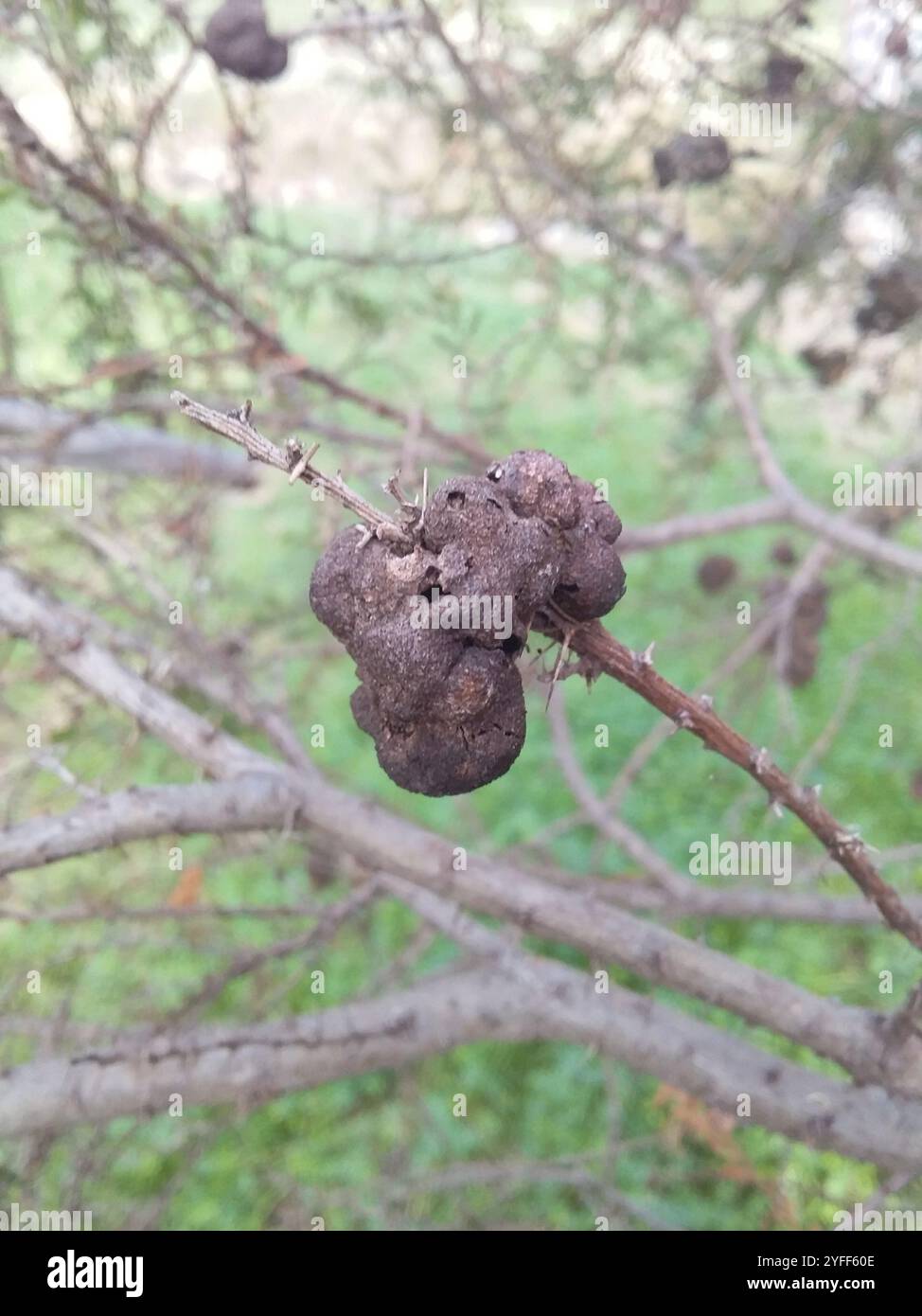 Kangaroo Thorn Gall Rust (Uromycladium paradoxae Stock Photo - Alamy