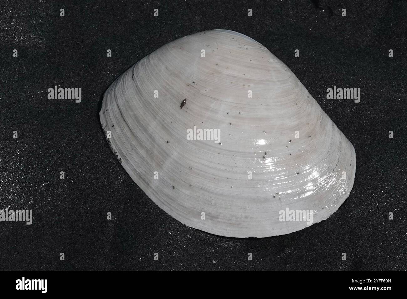 Fat Gaper (Tresus capax Stock Photo - Alamy