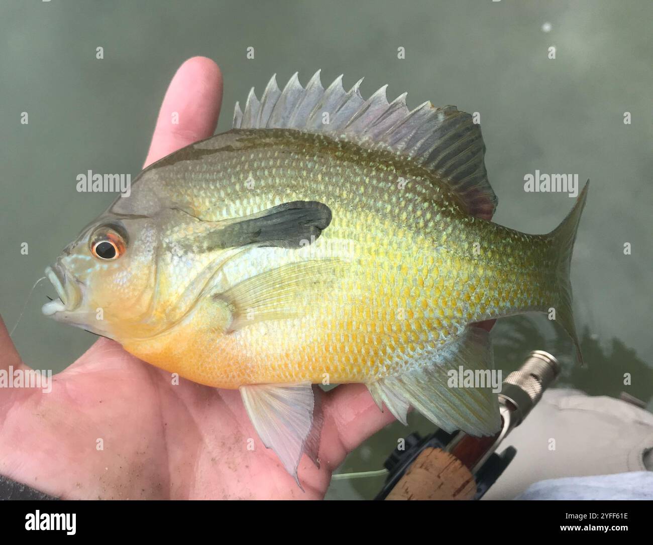 Redbreast Sunfish (Lepomis auritus Stock Photo - Alamy