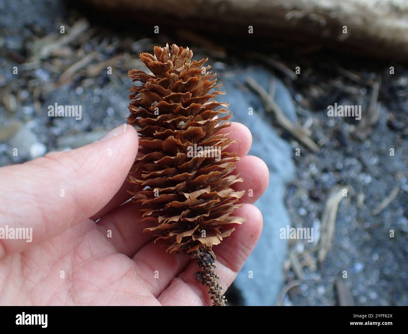 Sitka spruce (Picea sitchensis Stock Photo - Alamy