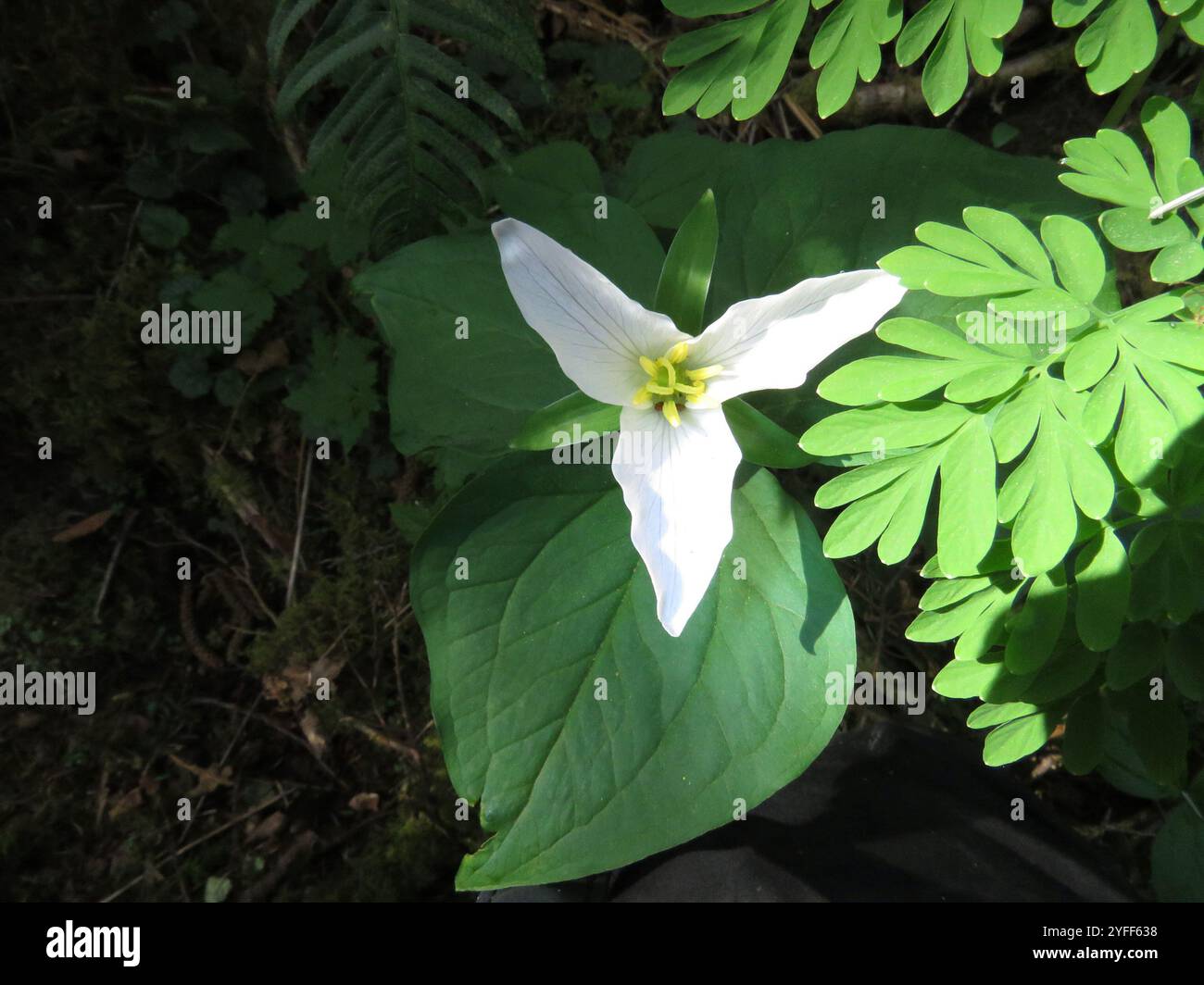 Pacific trillium (Trillium ovatum Stock Photo - Alamy