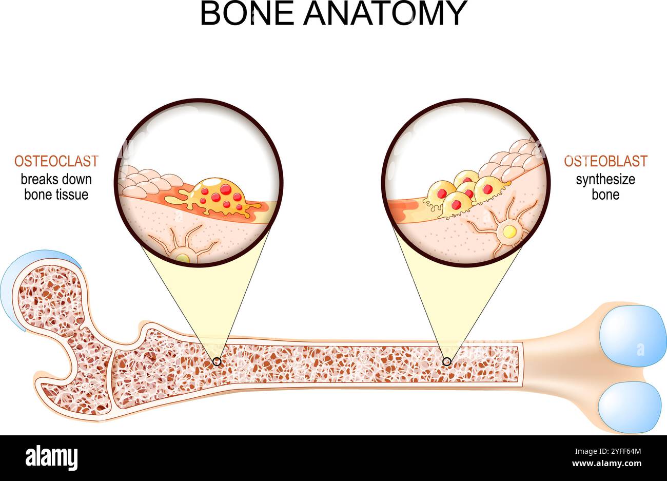 Bone anatomy. Close-up of Osteoclast for Breaks down Bone tissue ...