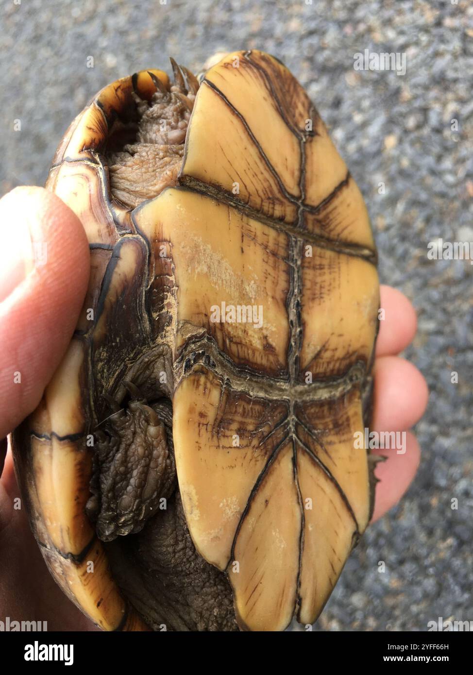 Eastern Mud Turtle (Kinosternon subrubrum Stock Photo - Alamy