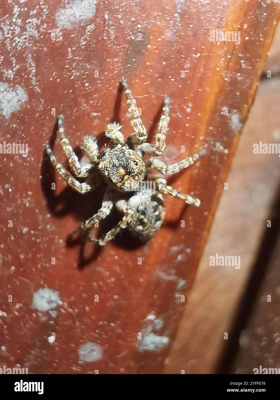 Attulus pubescens hi-res stock photography and images - Alamy