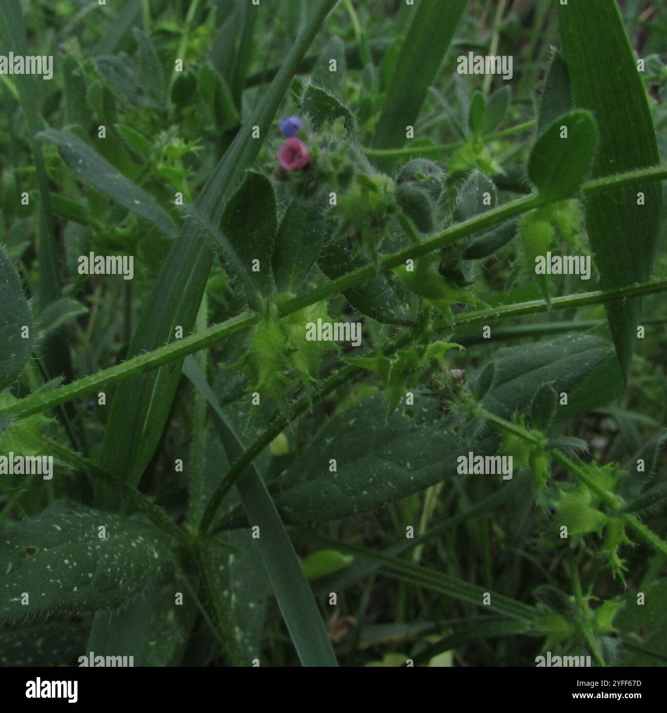 Asperugo procumbens hi-res stock photography and images - Alamy