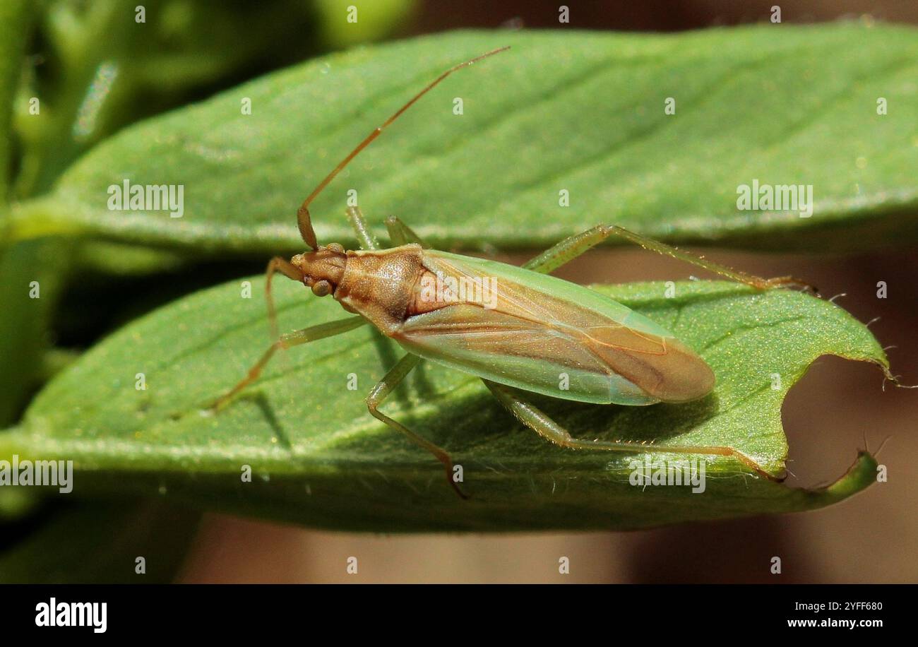 Grass bug (Stenodema laevigata Stock Photo - Alamy