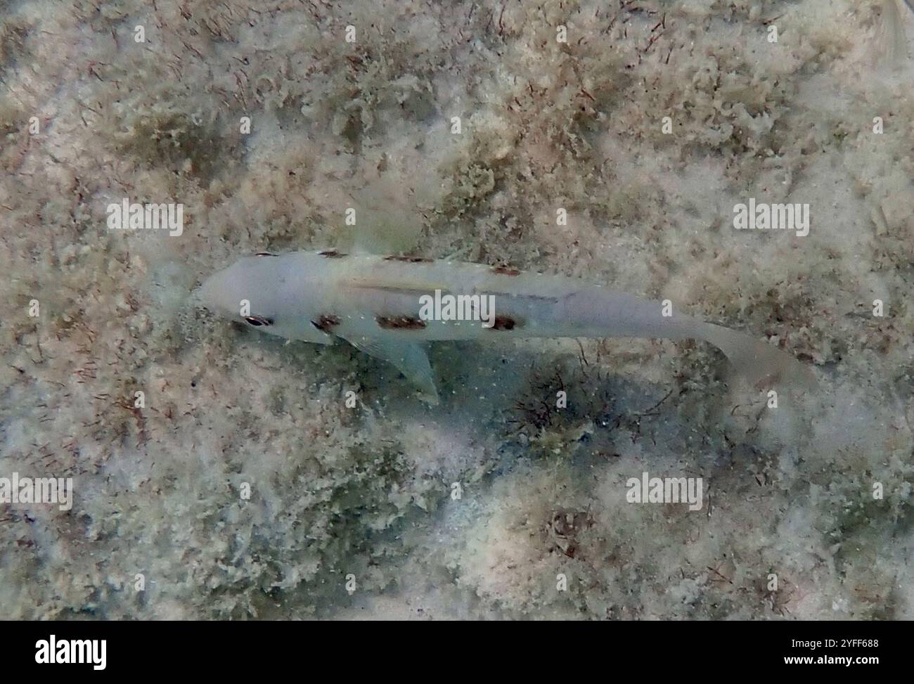 Spotted Goatfish (Pseudupeneus maculatus Stock Photo - Alamy