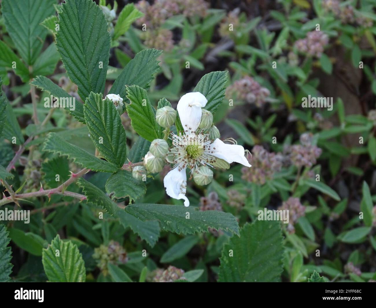 Rubus cuneifolius hi-res stock photography and images - Alamy