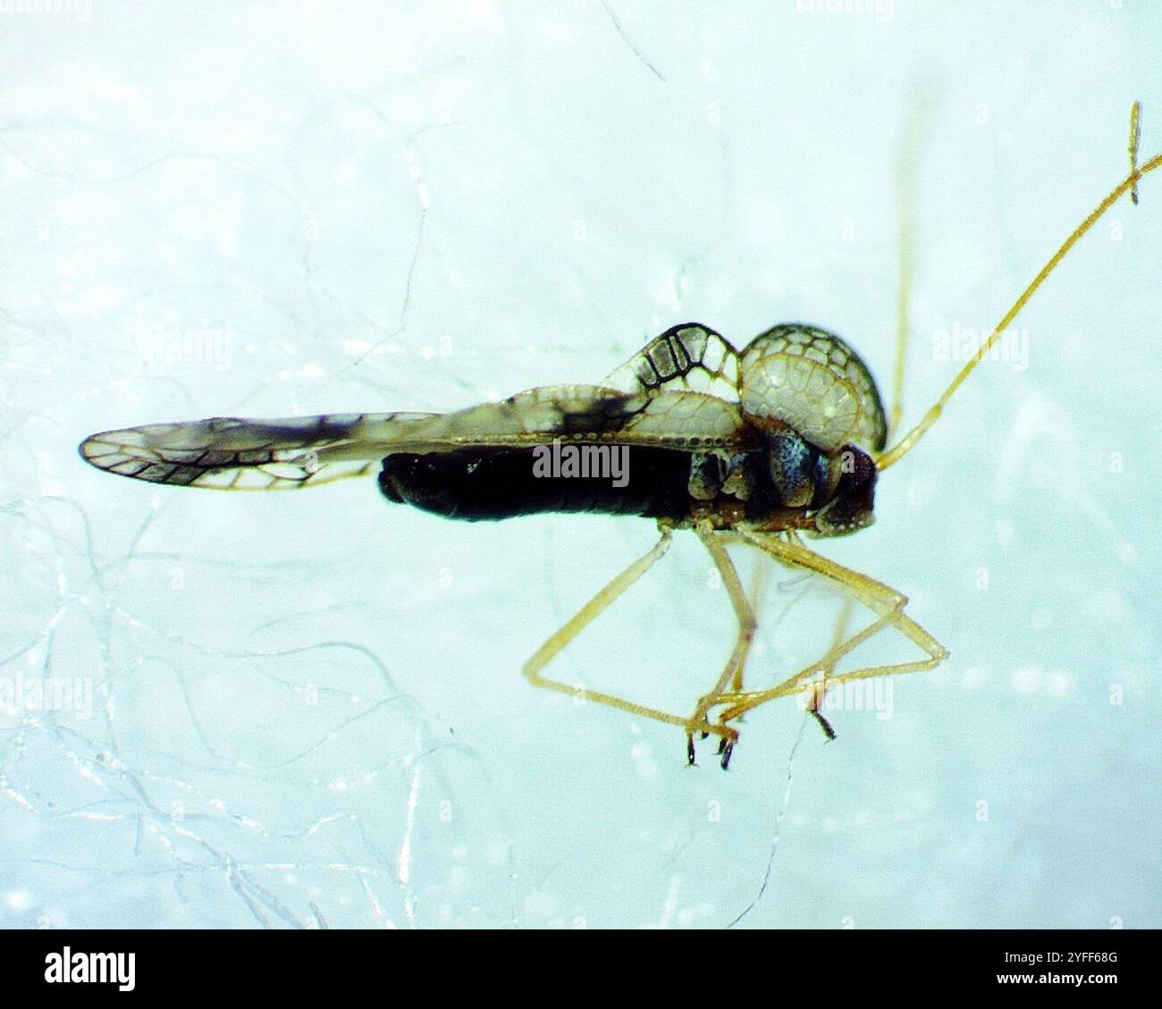 Azalea Lace Bug (Stephanitis pyrioides Stock Photo - Alamy