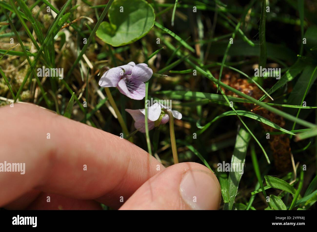 Marsh violet viola palustris hi-res stock photography and images - Alamy