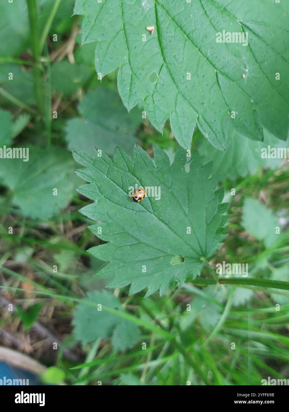 Notated Lady Beetle (Ceratomegilla notata Stock Photo - Alamy