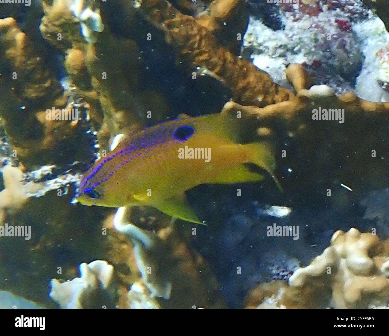 Longfin Damselfish (Stegastes diencaeus Stock Photo - Alamy