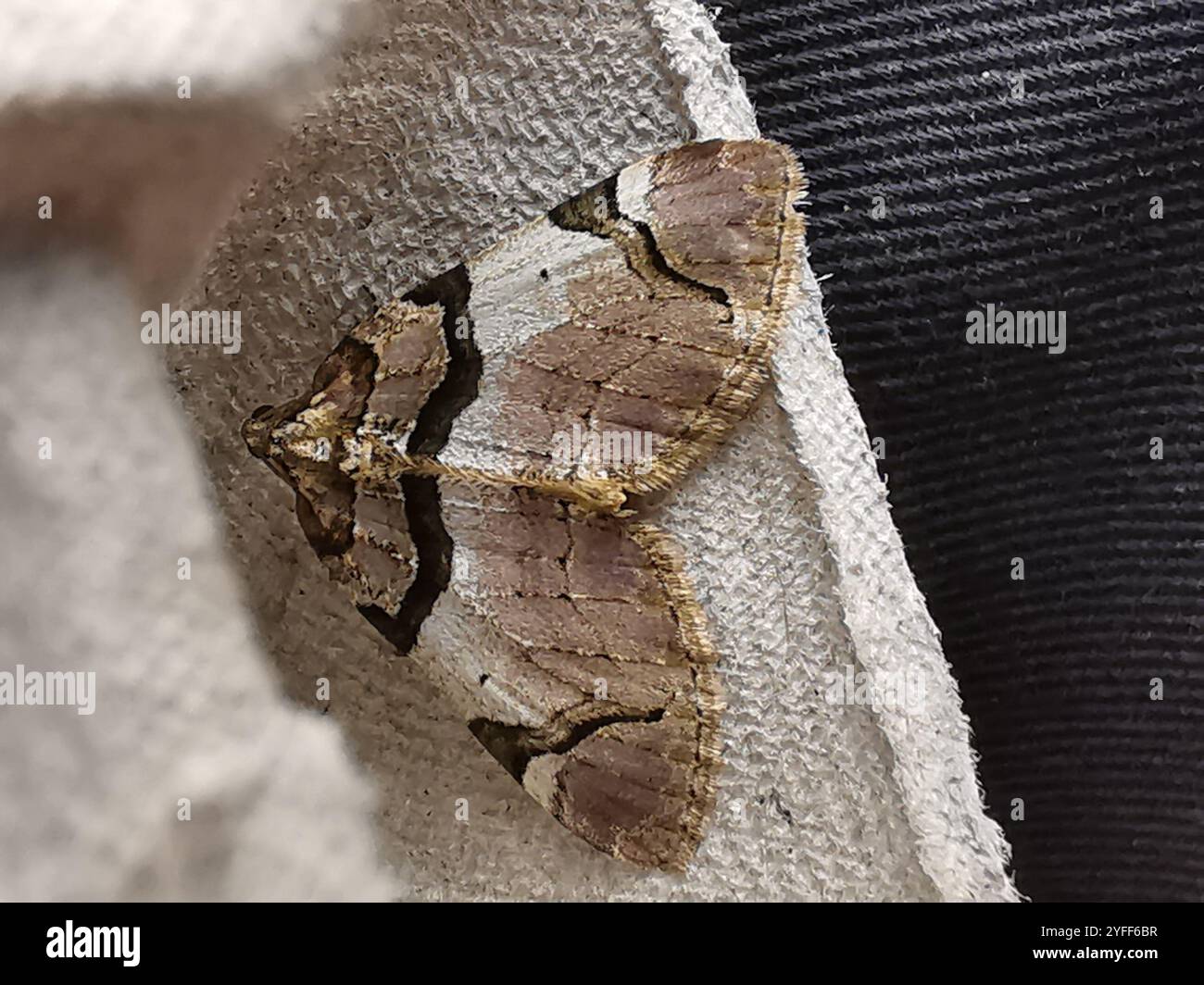 The Streamer (Anticlea derivata Stock Photo - Alamy