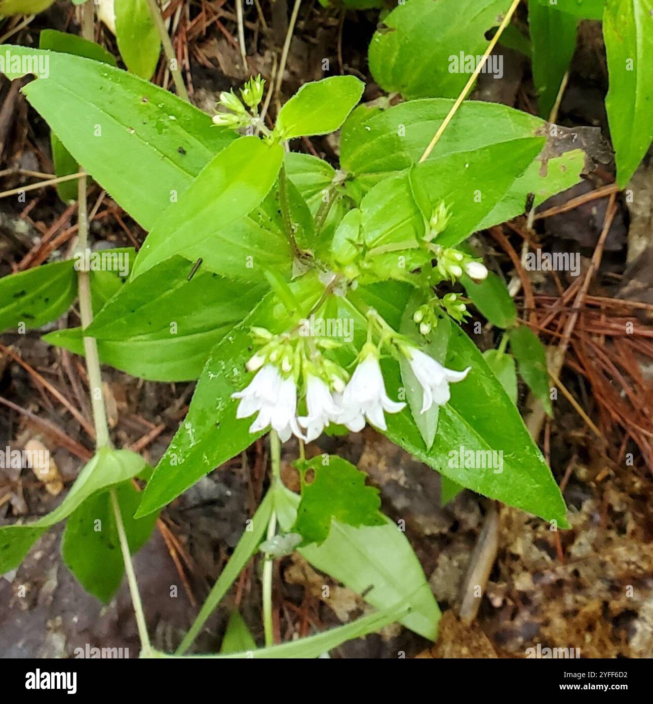 summer bluet (Houstonia purpurea Stock Photo - Alamy