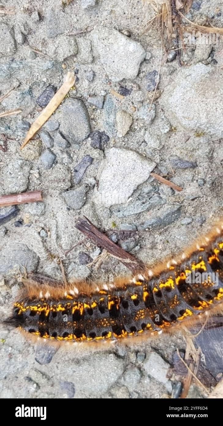 Drinker Moth (Euthrix potatoria Stock Photo - Alamy