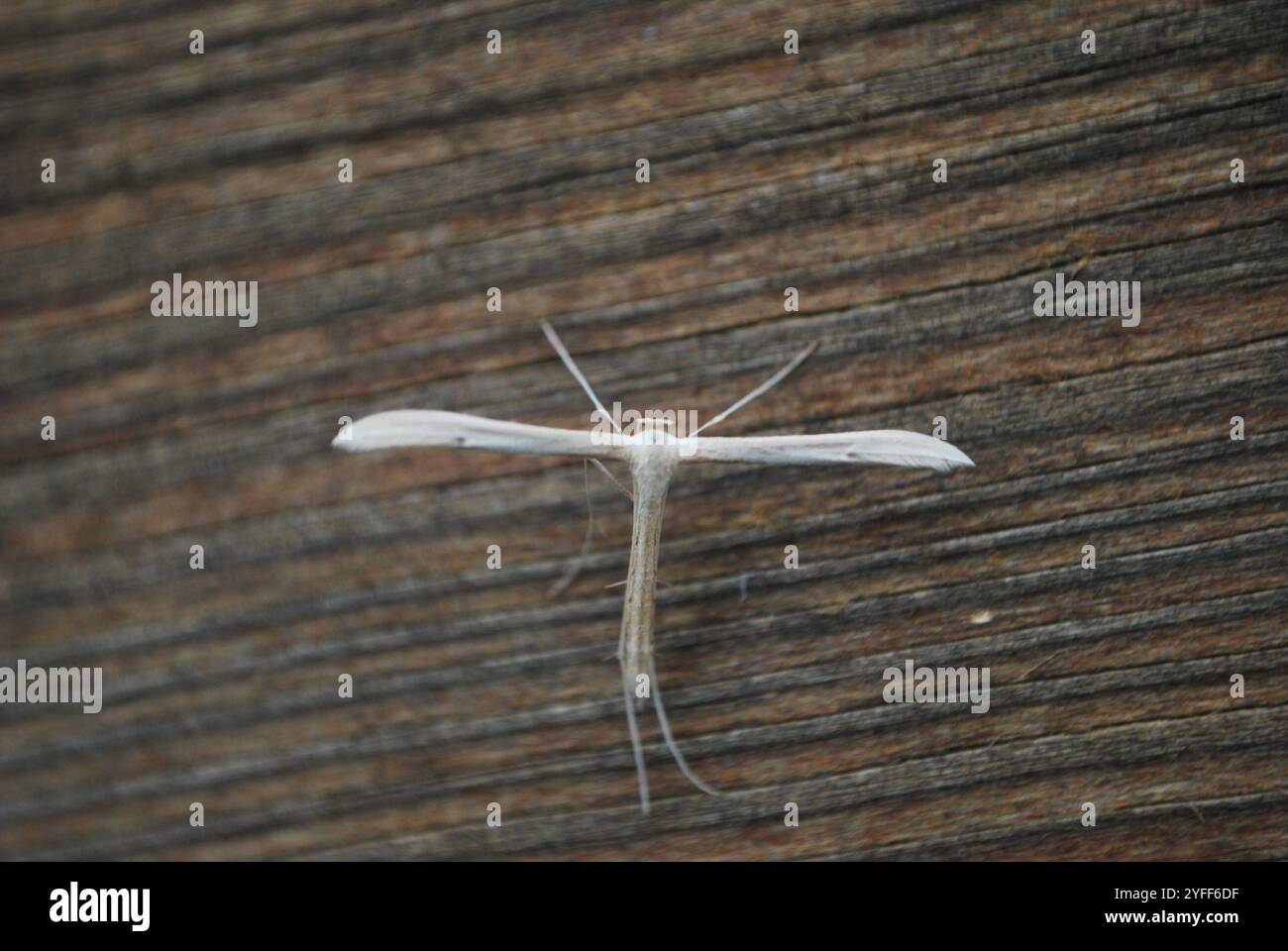 Hellinsia hi-res stock photography and images - Alamy