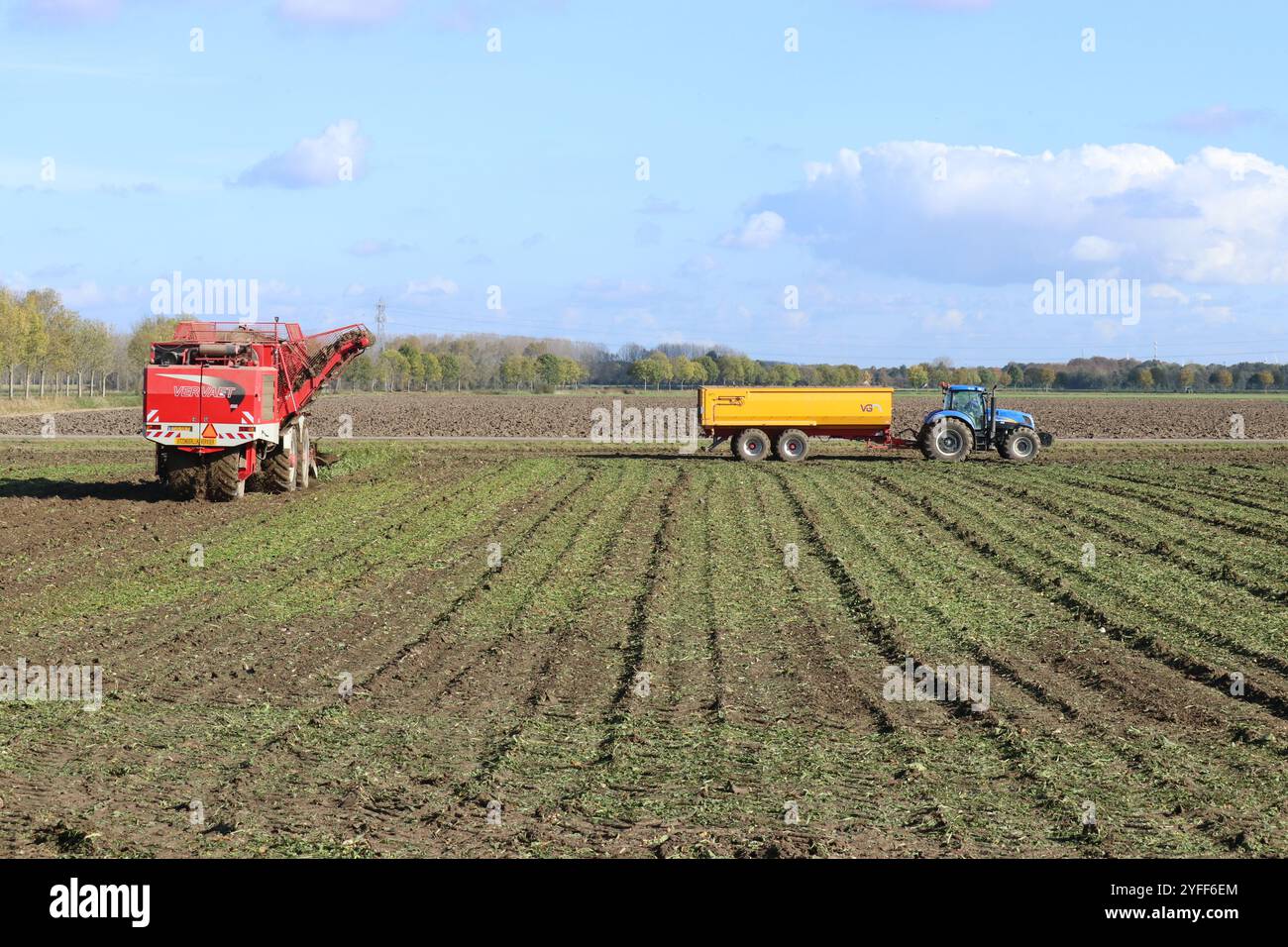 Sugar beet in harvester trailer hi-res stock photography and images - Alamy