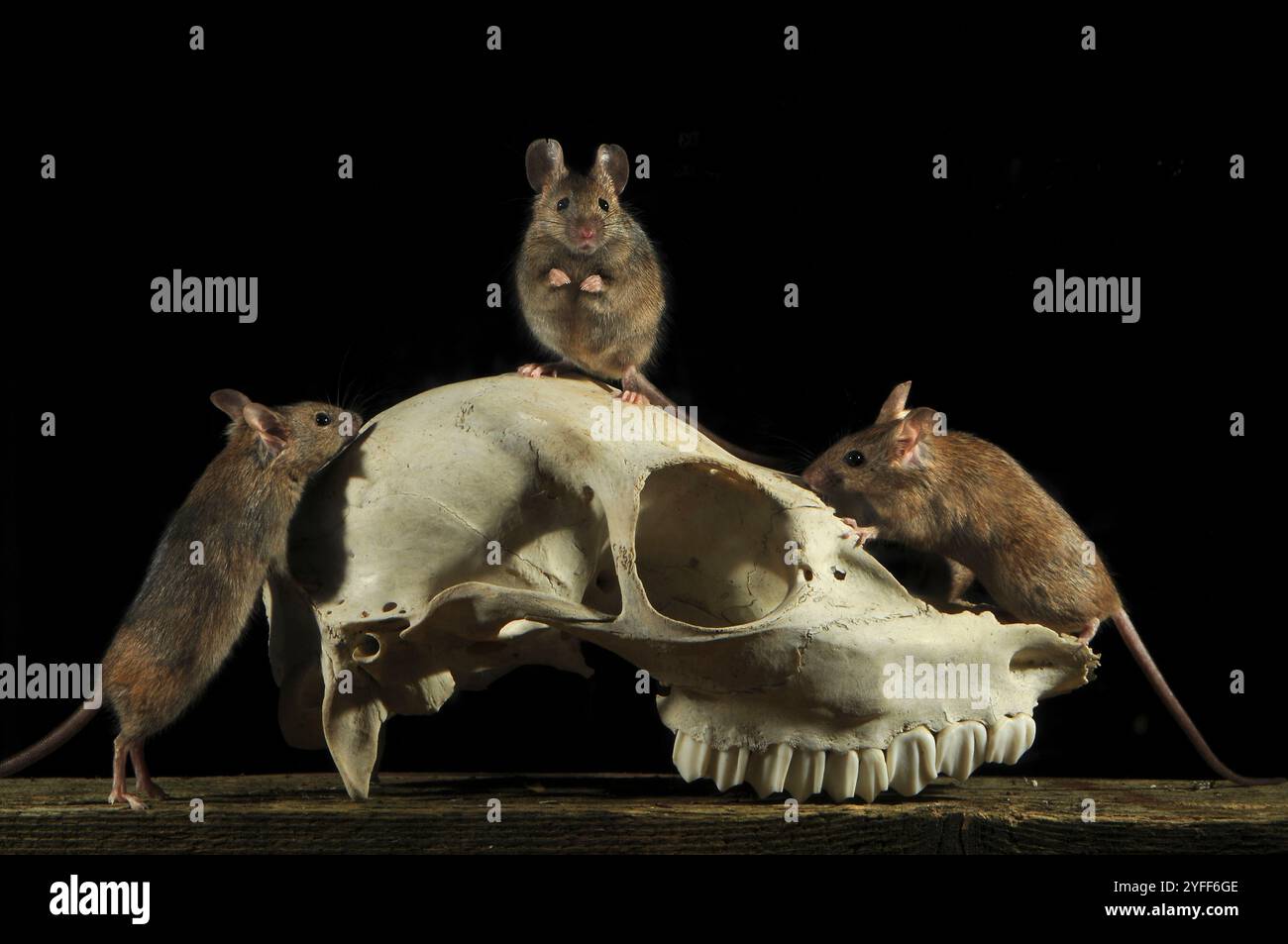 Adult house mice Dorset, UK Stock Photo - Alamy