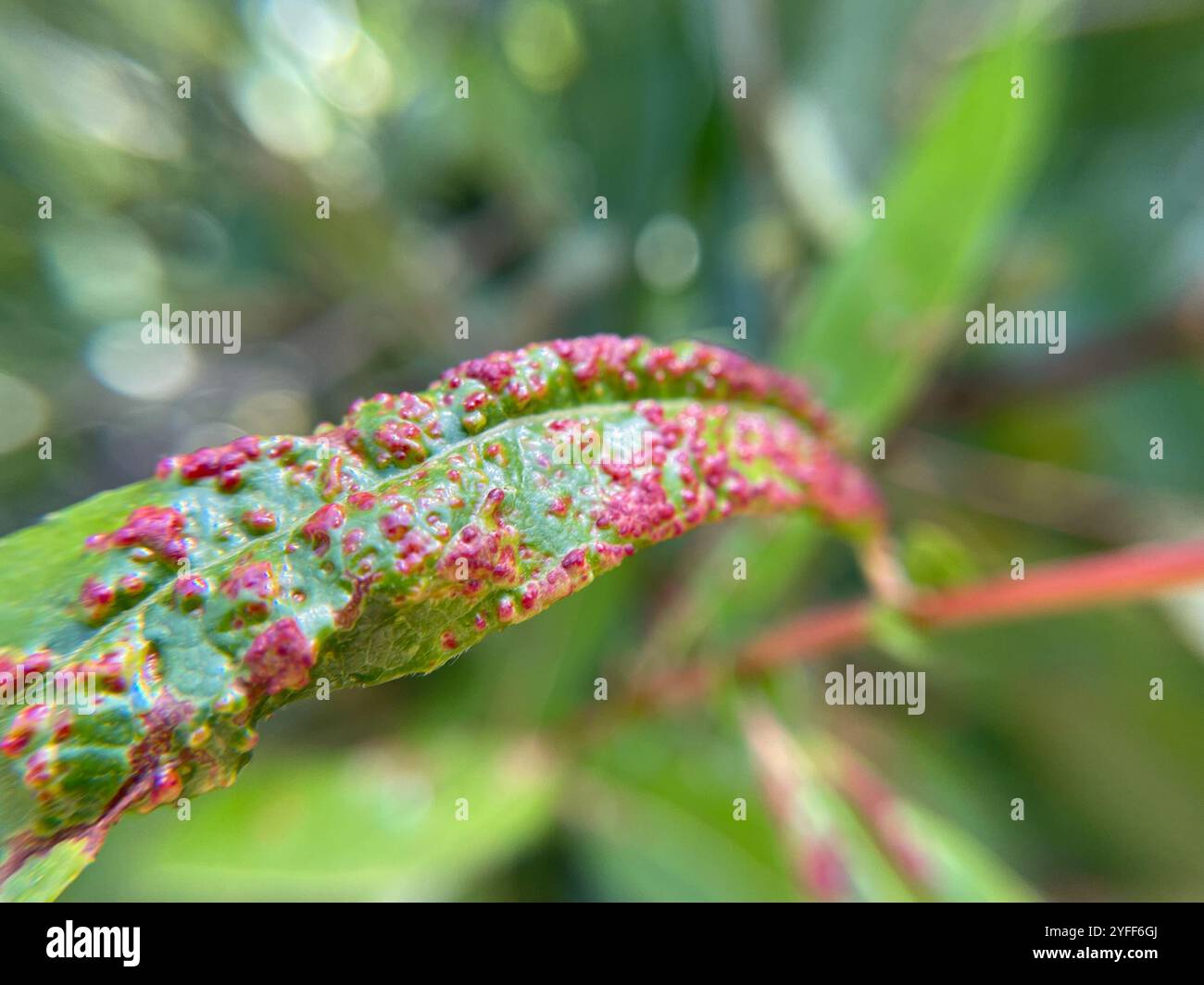 Aculus tetanothrix hi-res stock photography and images - Alamy