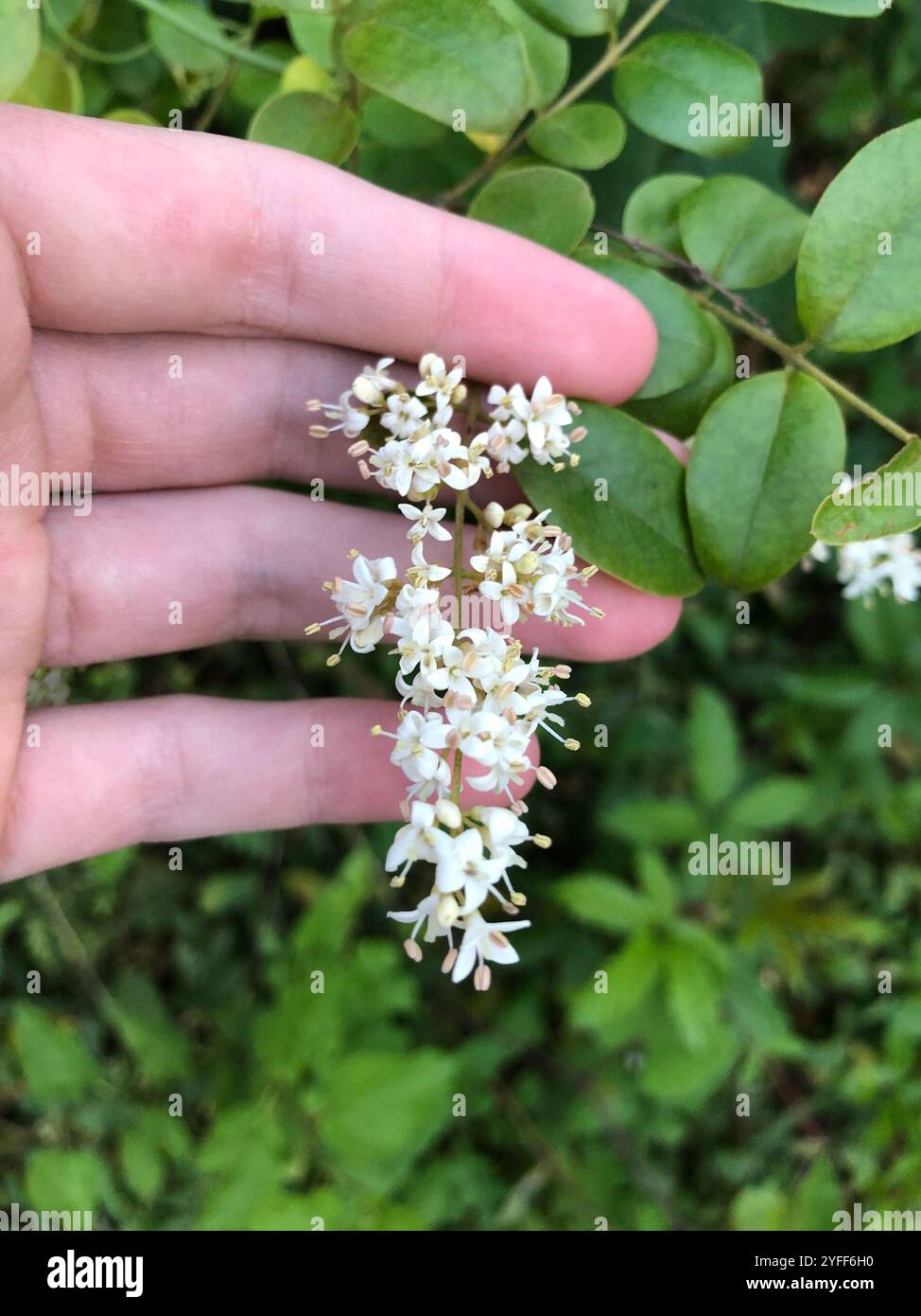 Chinese privet (Ligustrum sinense Stock Photo - Alamy
