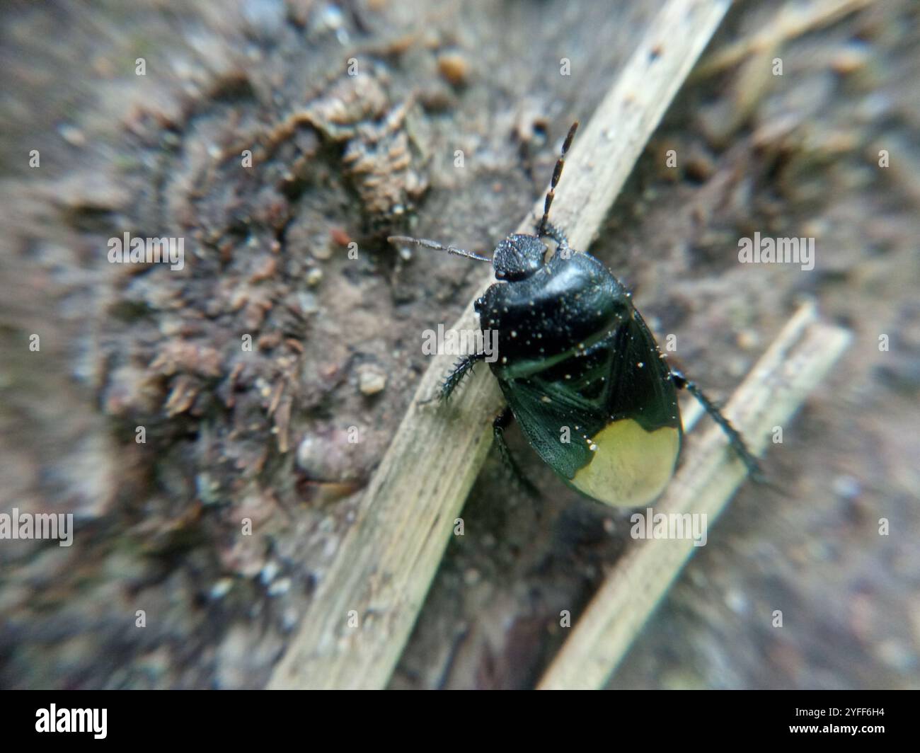 Black burrowing bug (Cydnus aterrimus Stock Photo - Alamy