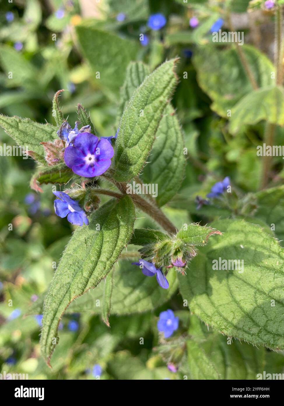 Green Alkanet (Pentaglottis sempervirens Stock Photo - Alamy