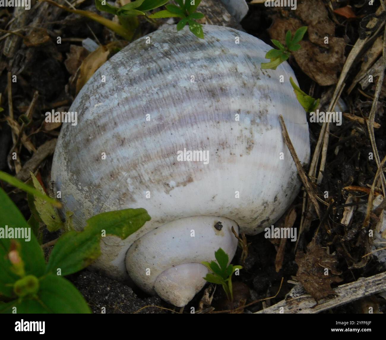 Common Apple Snails (Pomacea Stock Photo - Alamy