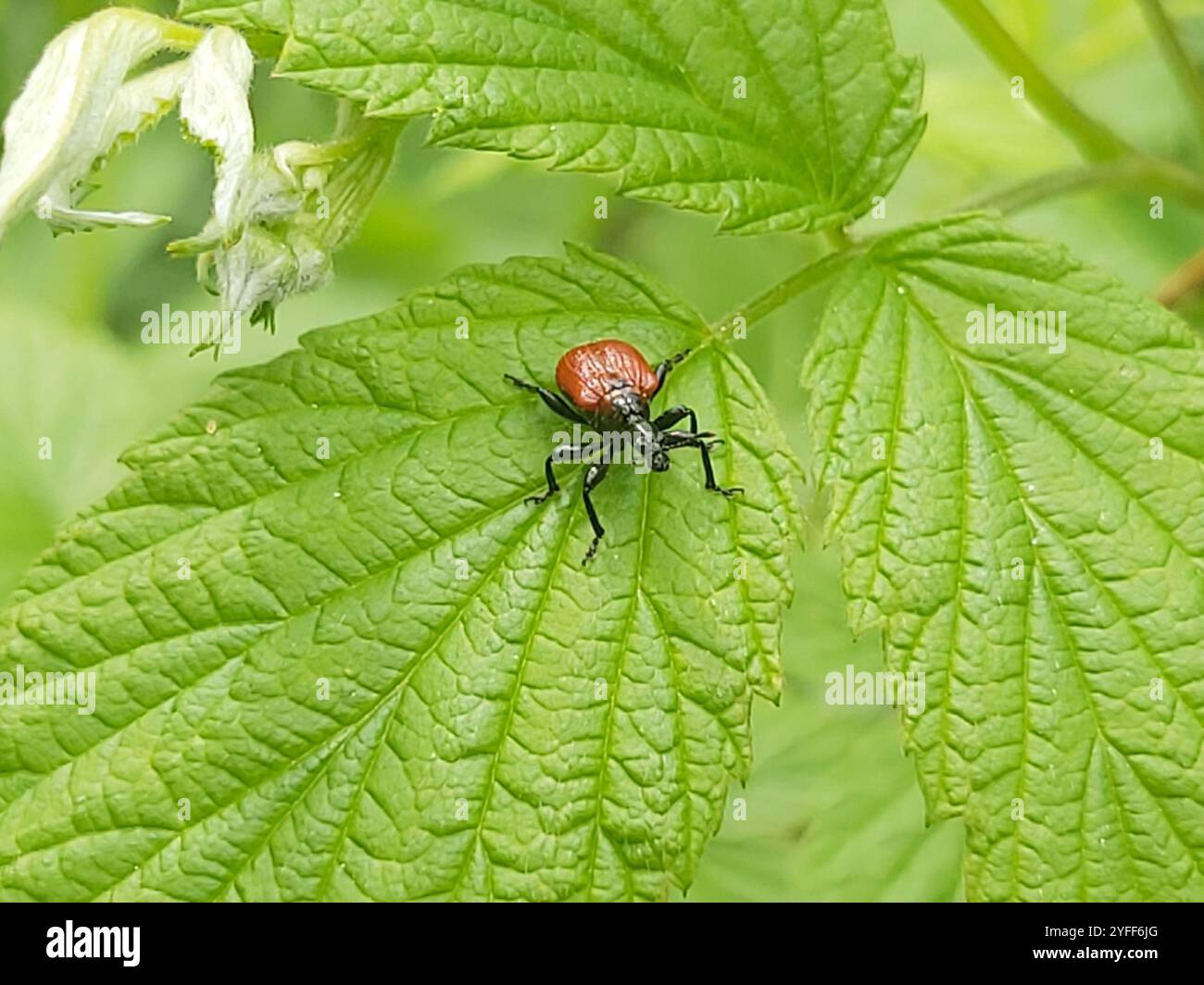 Hazel leaf-roller weevil (Apoderus coryli Stock Photo - Alamy