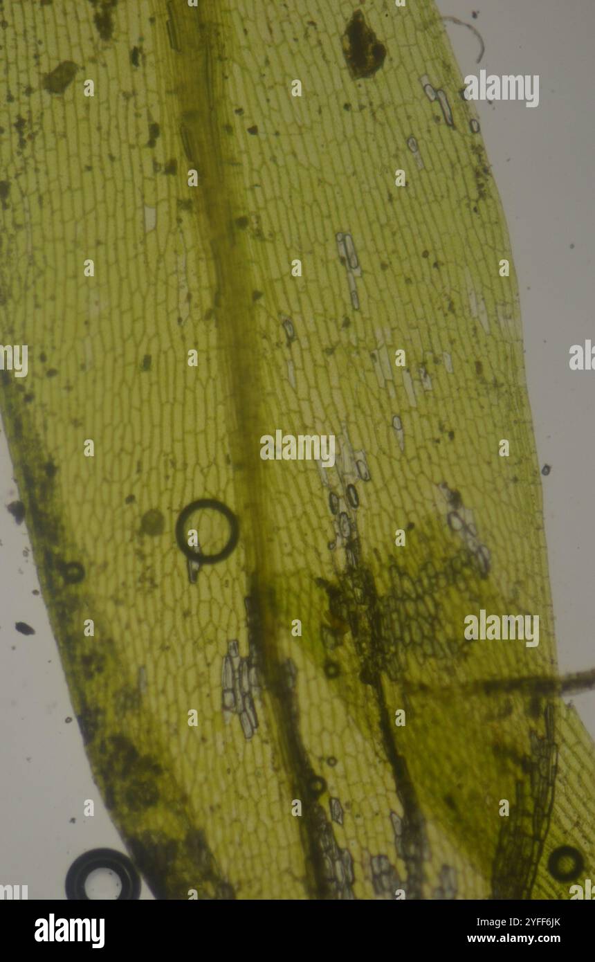 Slender Cruet-moss (Tetraplodon mnioides Stock Photo - Alamy