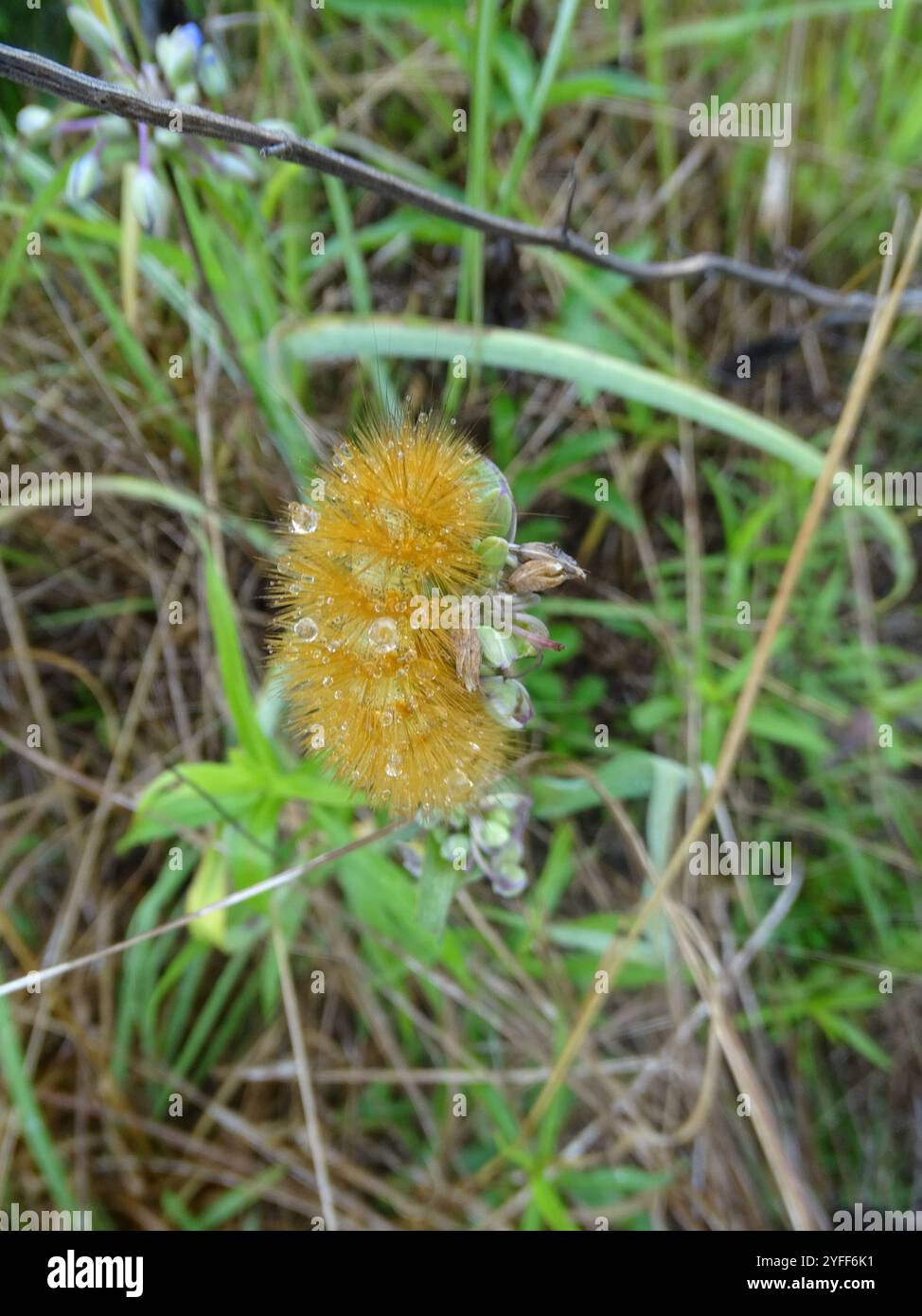 Salt Marsh Moth (Estigmene acrea Stock Photo - Alamy
