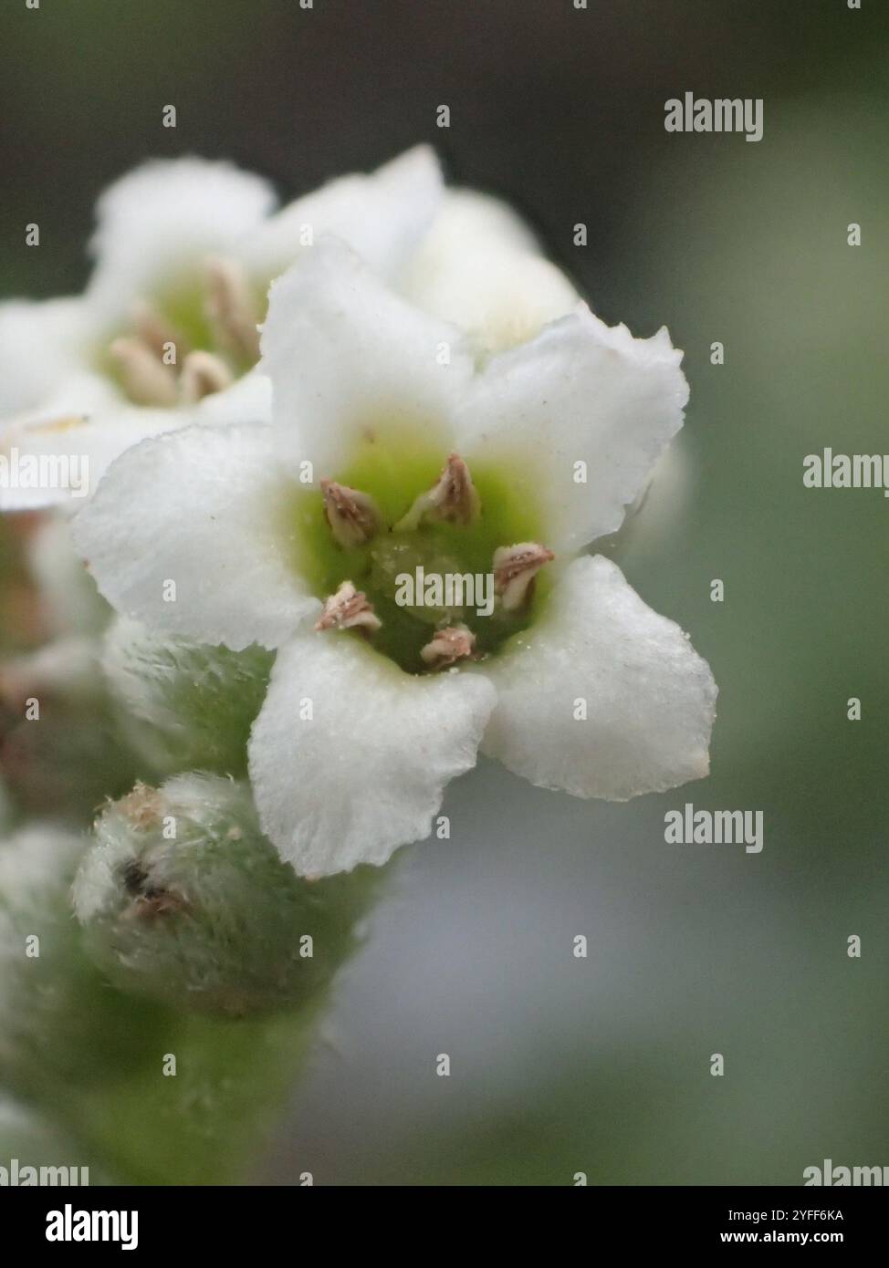 tree heliotrope (Heliotropium arboreum Stock Photo - Alamy