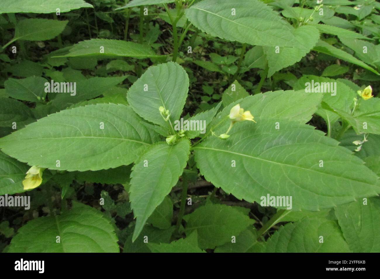 small balsam (Impatiens parviflora Stock Photo - Alamy