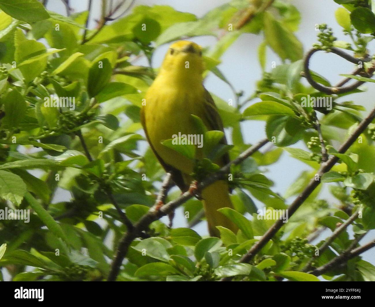 Yellow Warbler (Setophaga petechia Stock Photo - Alamy