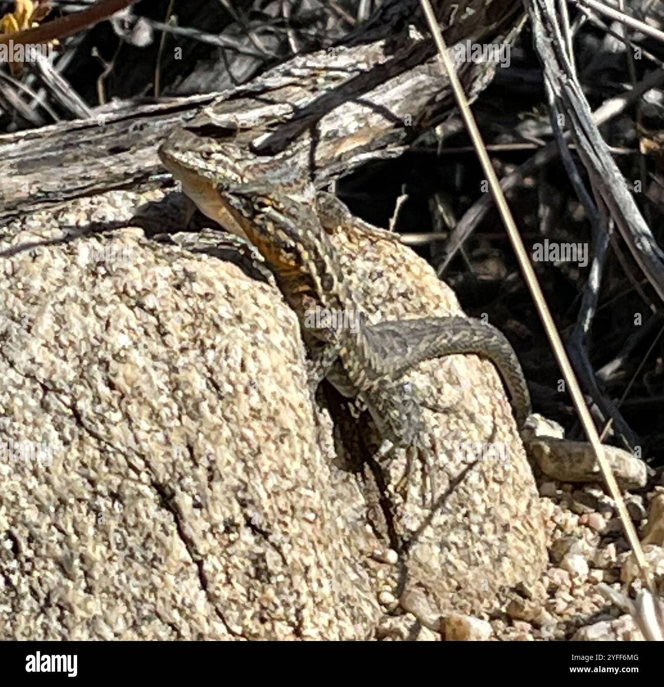 Western Side-blotched Lizard (Uta stansburiana elegans Stock Photo - Alamy