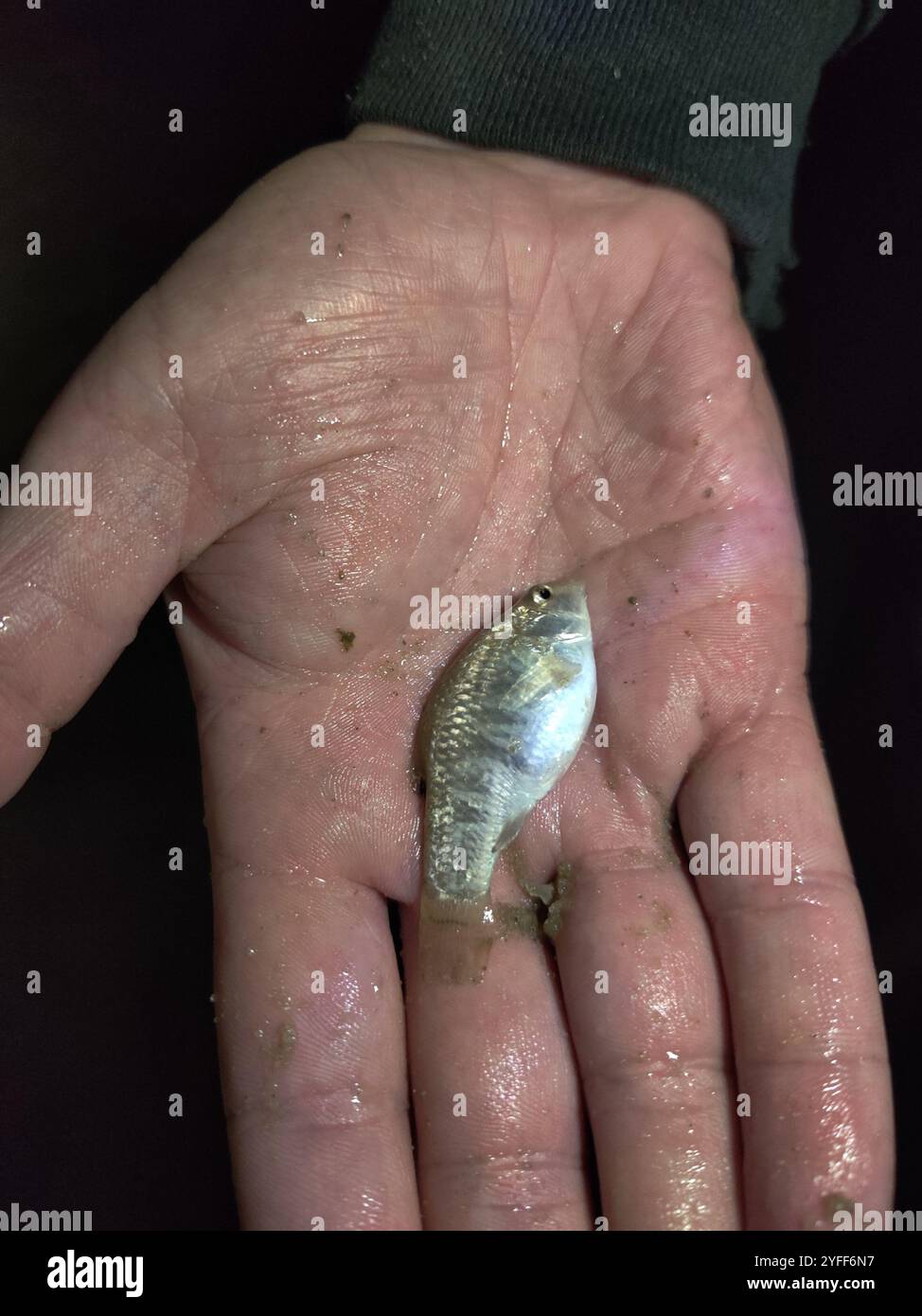 Sheepshead Minnow (Cyprinodon variegatus Stock Photo - Alamy