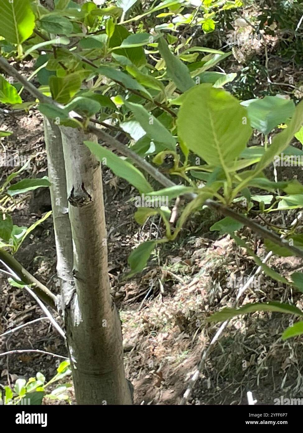 white alder (Alnus rhombifolia Stock Photo - Alamy