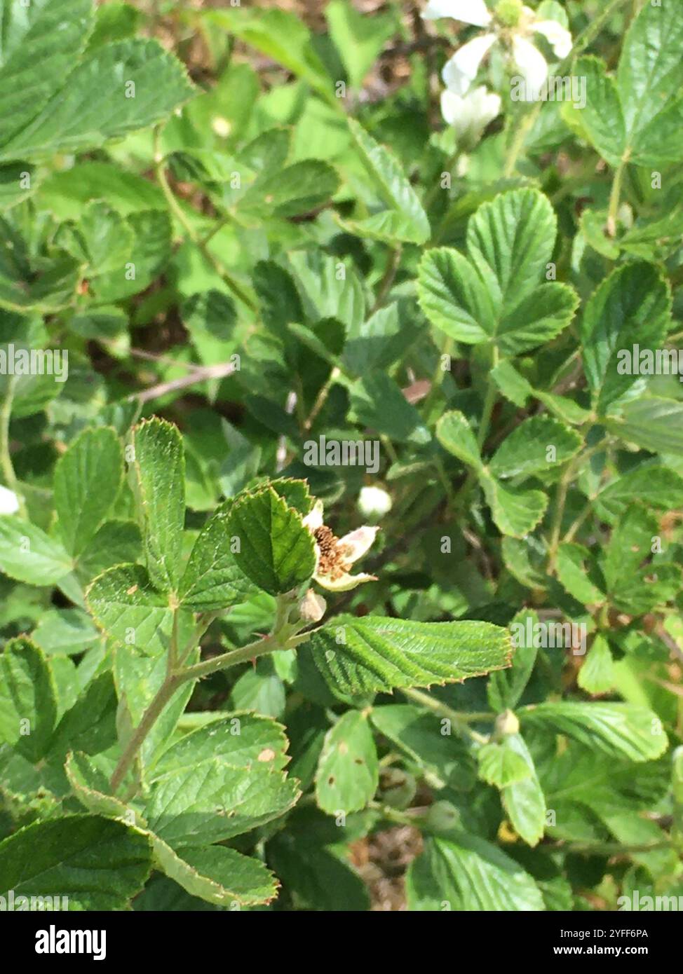 Rubus cuneifolius hi-res stock photography and images - Alamy